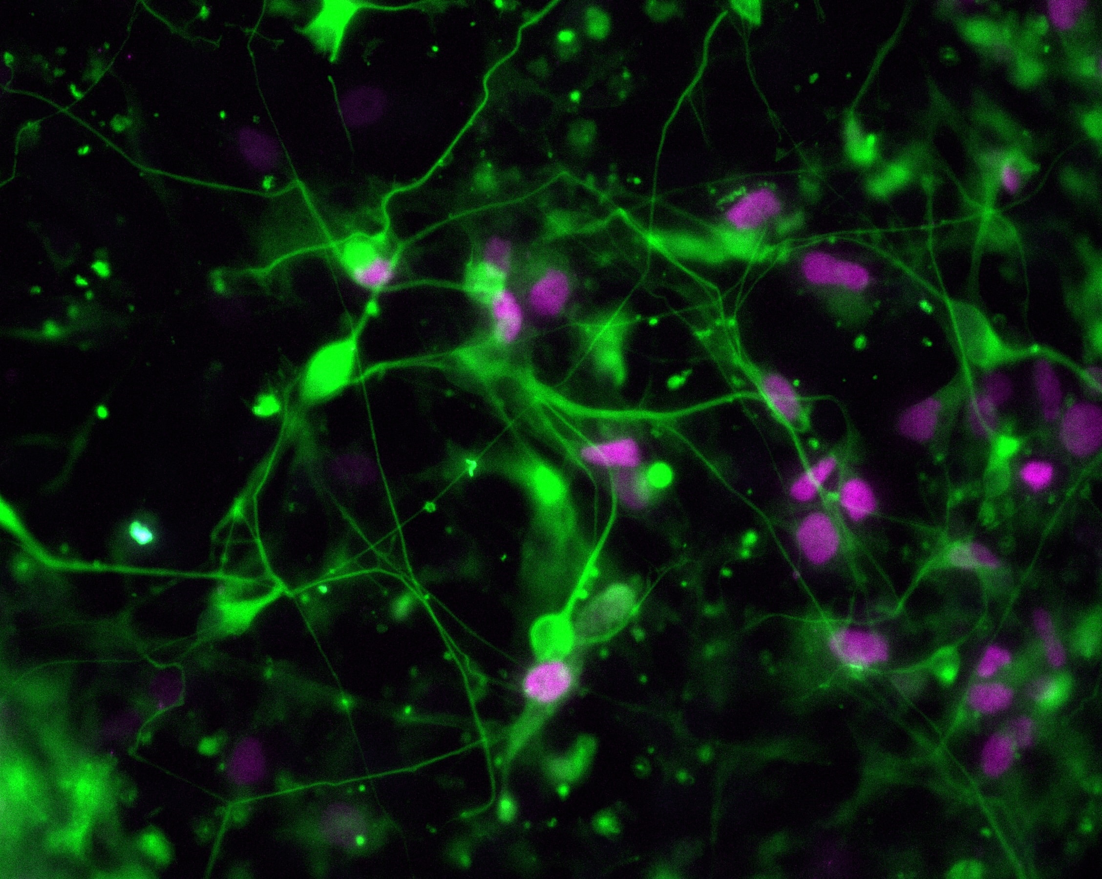 Info & FAQ • PCH2cure